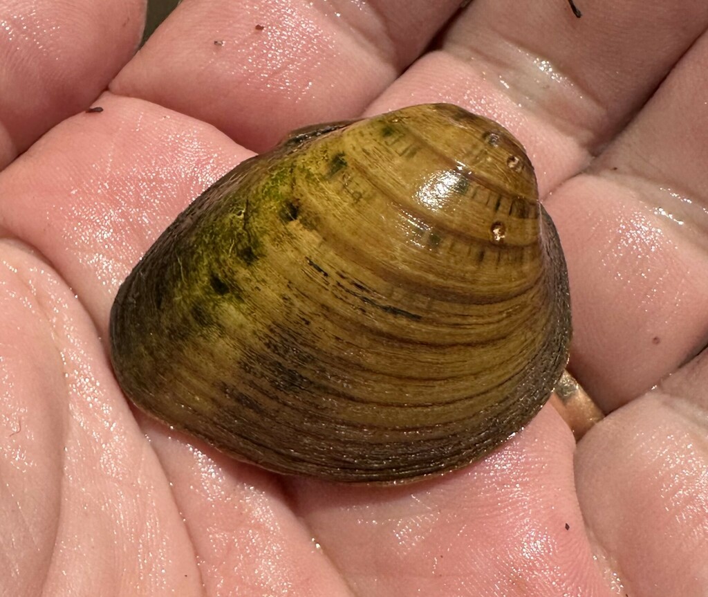 Tennessee Clubshell from Flint River, Owens Cross Roads, Madison Co ...