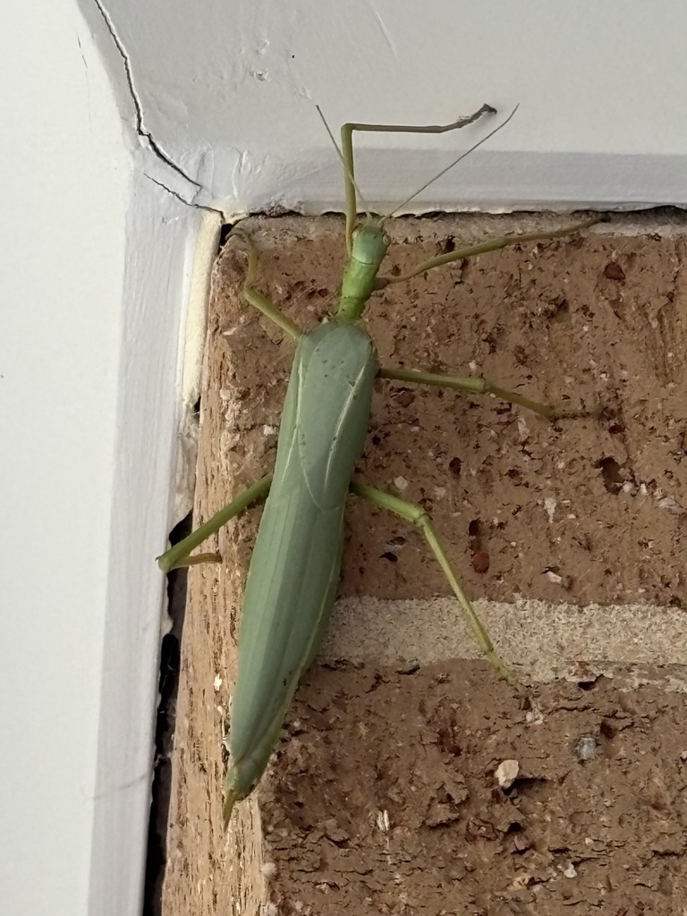 Red-winged Stick Insect from Lankester Ct, Thurgoona, NSW, AU on ...