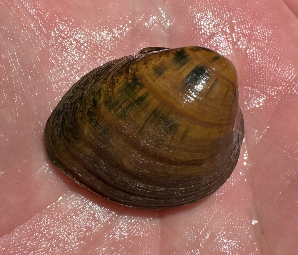 Tennessee Clubshell from Flint River, Owens Cross Roads, Madison Co ...