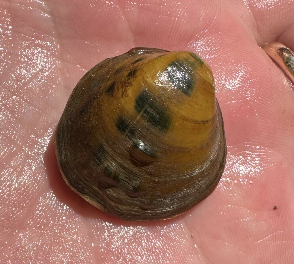 Pimpleback from Flint River, Owens Cross Roads, Madison Co., AL, USA on ...