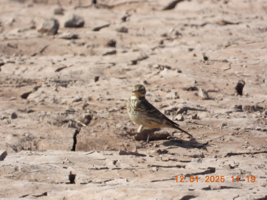 American Pipit from Ramos Arizpe, Coah., México on January 12, 2025 at ...