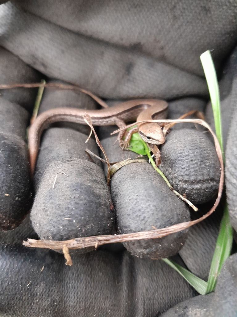 Little Brown Skink from Villages Of Bear Creek, TX 77449, USA on ...