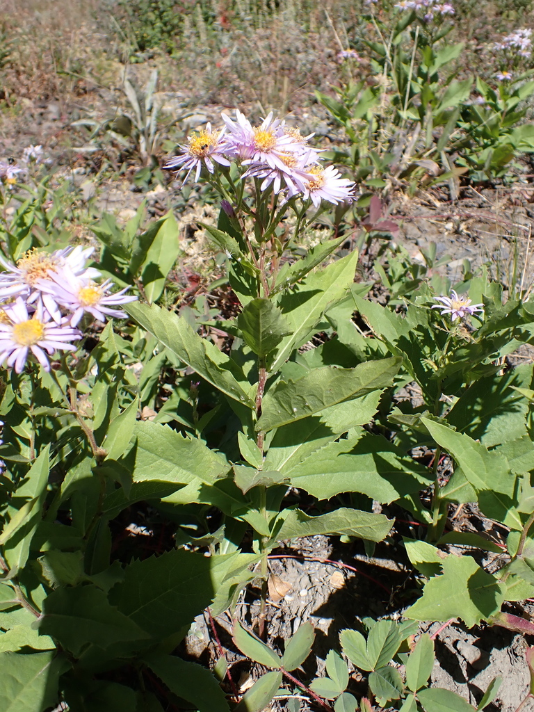 Showy Aster from Eagle Cap Wilderness, Wallowa County, OR, USA on August 29, 2024 at 03:30 PM by ...