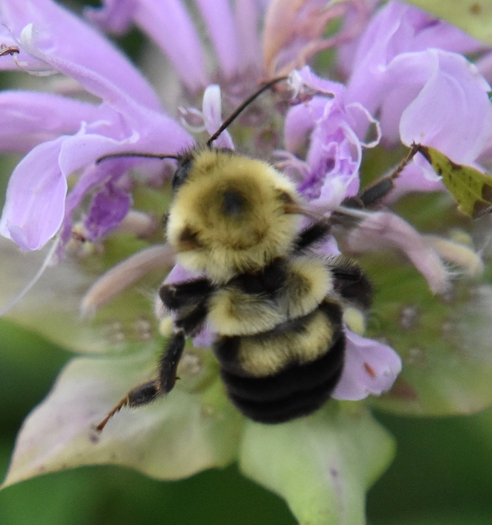 Two-spotted Bumble Bee from Coon Rapids, MN, USA on July 19, 2019 at 07 ...