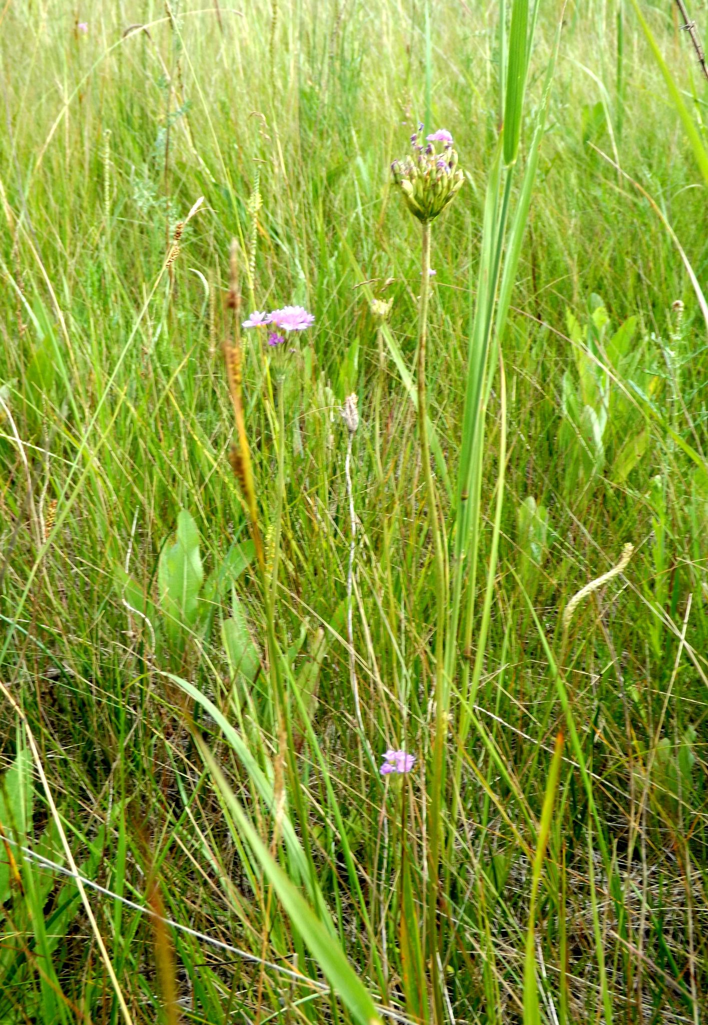 Primula longiscapa Ledeb.