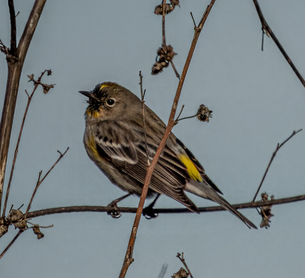 Yellow-rumped Warbler from Shoreview, San Mateo, CA, USA on January 13 ...