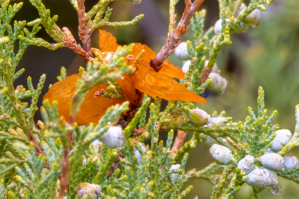 Cedar-apple rust from Park County, WY, USA on May 29, 2022 at 07:46 AM ...