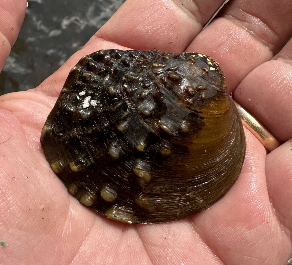 Purple Wartyback from Flint River, Owens Cross Roads, Madison Co., AL ...