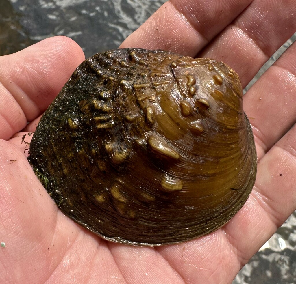 Purple Wartyback from Flint River, near Owens Cross Roads, Madison Co ...