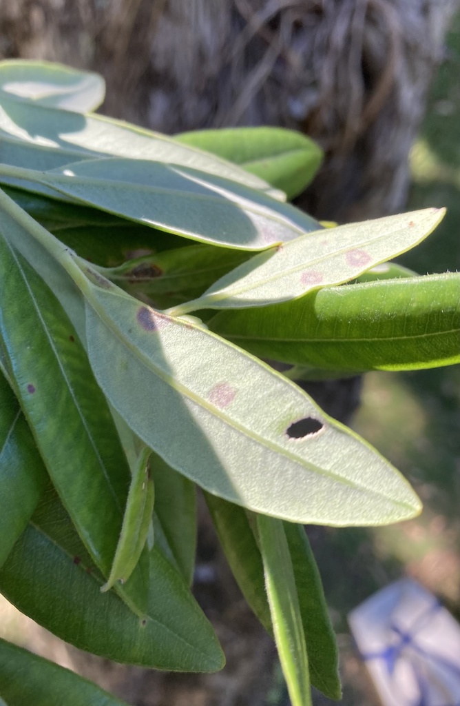 Myrtle Rust from Cornwall Park, Auckland, Auckland, NZ on January 13 ...