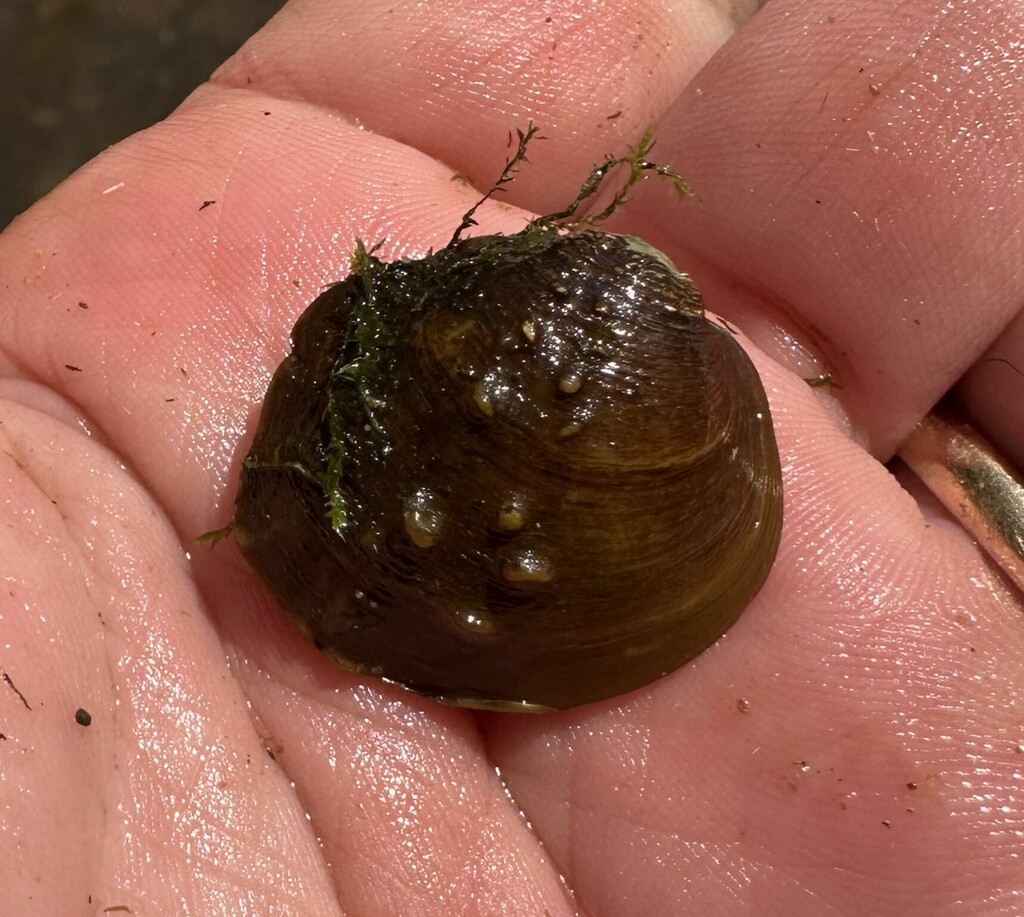 Purple Wartyback from Flint River, Owens Cross Roads, Madison Co., AL ...