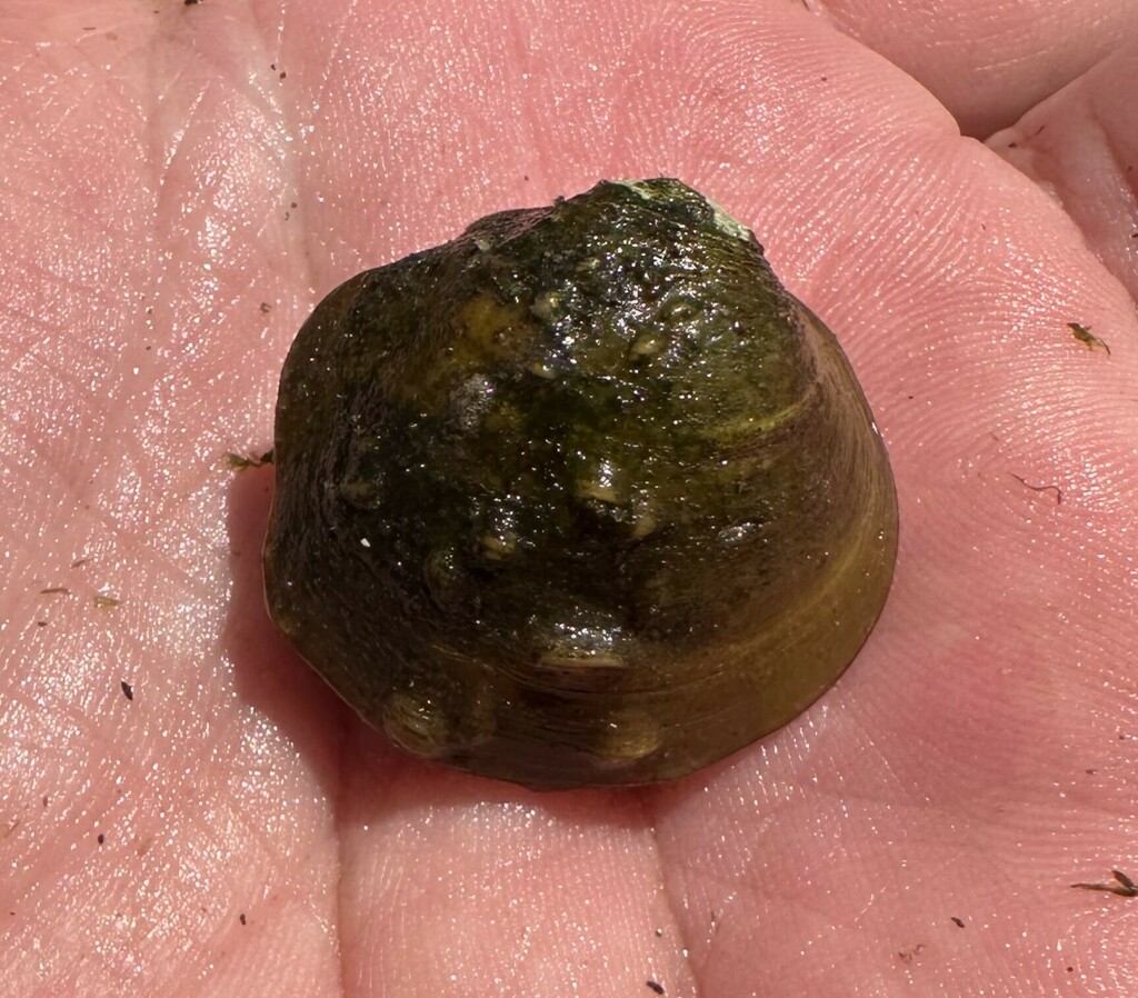Purple Wartyback from Flint River, near Owens Cross Roads, Madison Co ...