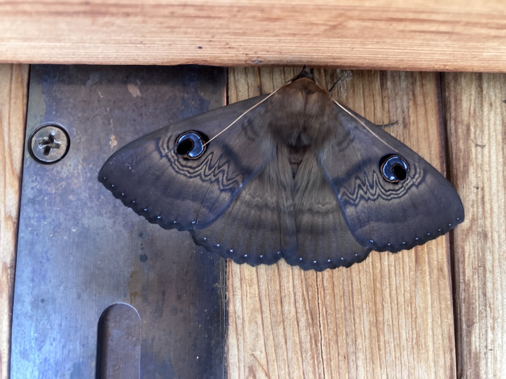 Southern Moon Moth from North Island / Te Ika-a-Māui, Kaeo, Northland ...