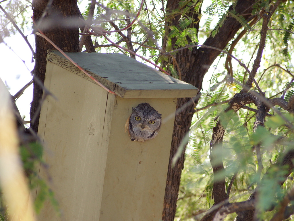 Western Screech-Owl from Pima County, AZ, USA on September 27, 2009 at ...
