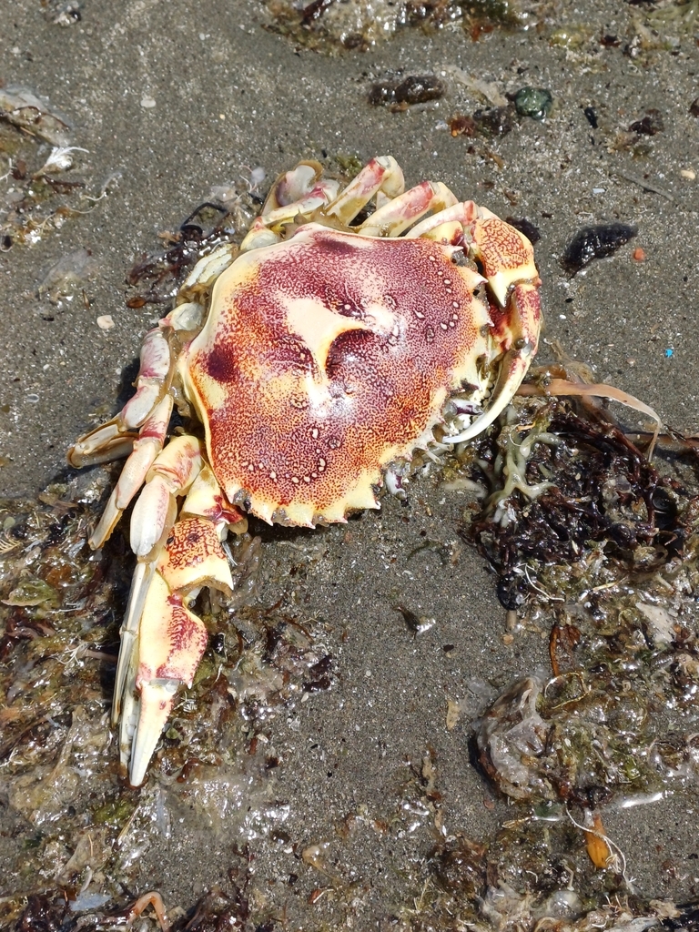Rowing Crab from Argentina on January 13, 2025 at 02:29 PM by Andrés ...