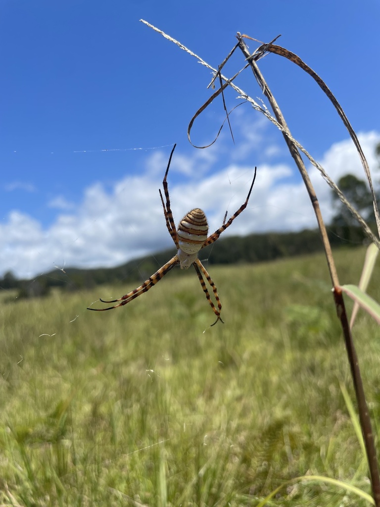 Banded Garden Spider from Woolgoolga, NSW, AU on January 14, 2025 at 12 ...