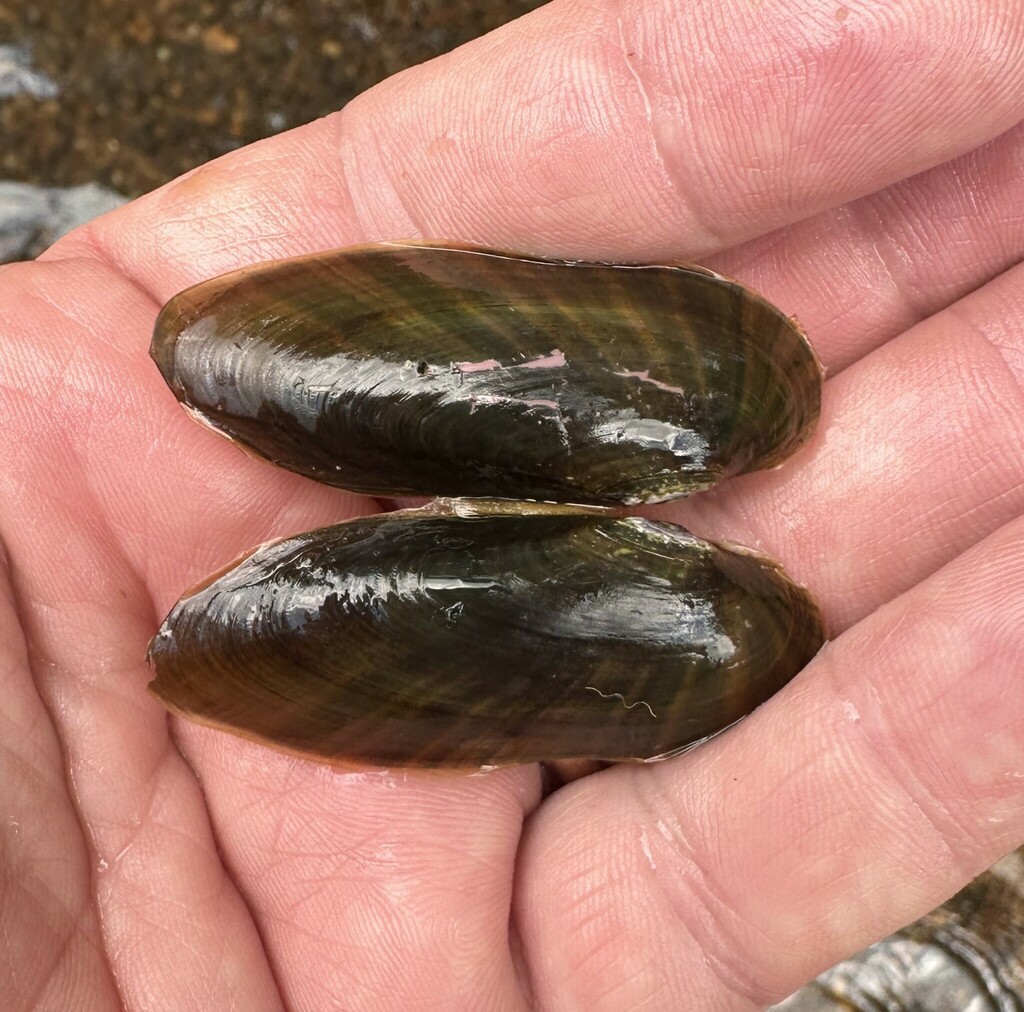 Black Sandshell from Flint River, along Rock Spring Rd., Madison Co ...
