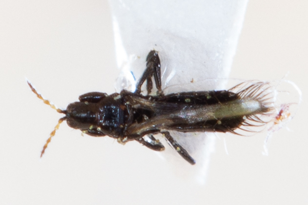 Tube-tailed Thrips from Franklin County, MO, USA on April 14, 2024 at ...