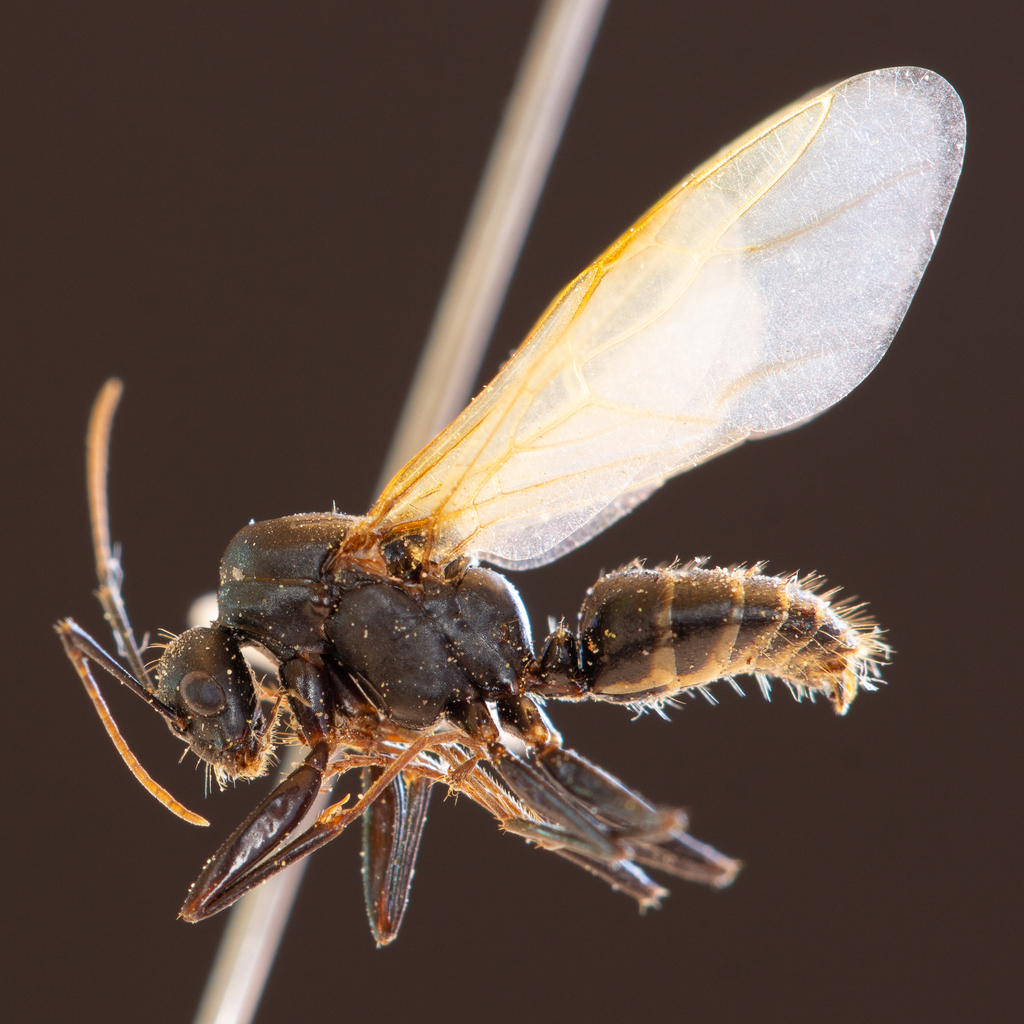 True Carpenter Ants from Franklin County, MO, USA on April 14, 2024 at ...