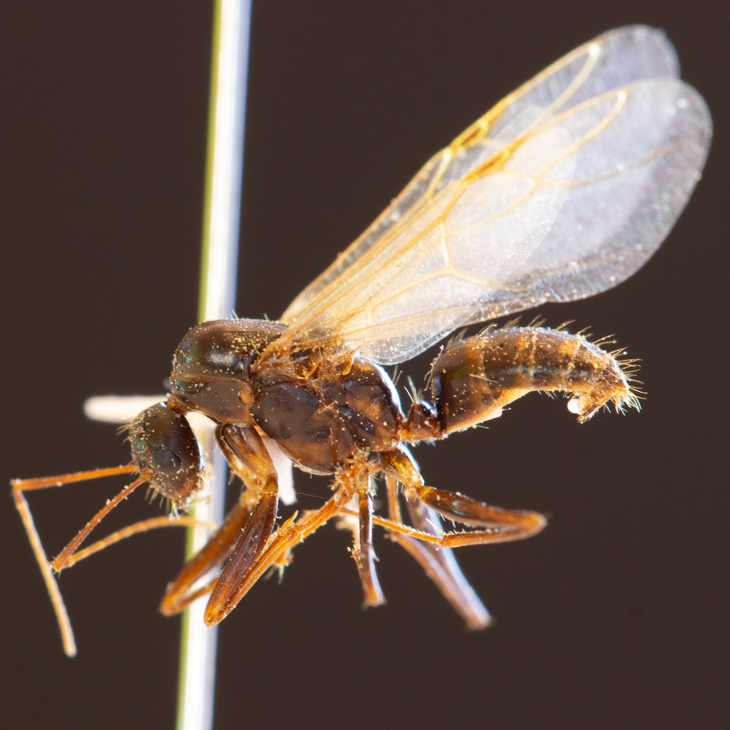 American Carpenter Ant from Franklin County, MO, USA on April 14, 2024 ...