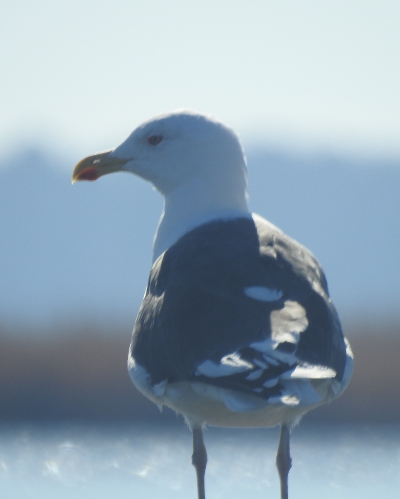 Great Black-backed Gull from Caroline County, MD, USA on January 13 ...
