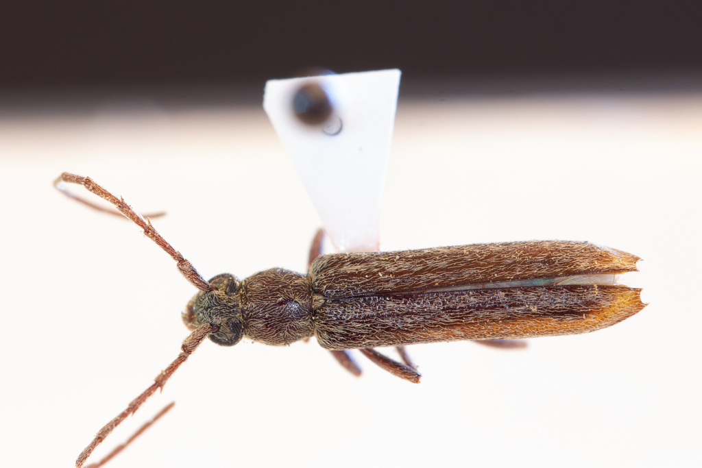 Twig Pruner from Franklin County, MO, USA on April 14, 2024 at 07:48 PM ...