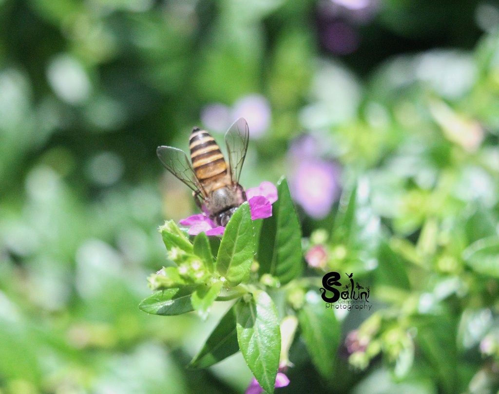 Asian Honey Bee from Royal Botanic Gardens, Peradeniya, Royal Botanic Gardens, Kandy - Colombo ...