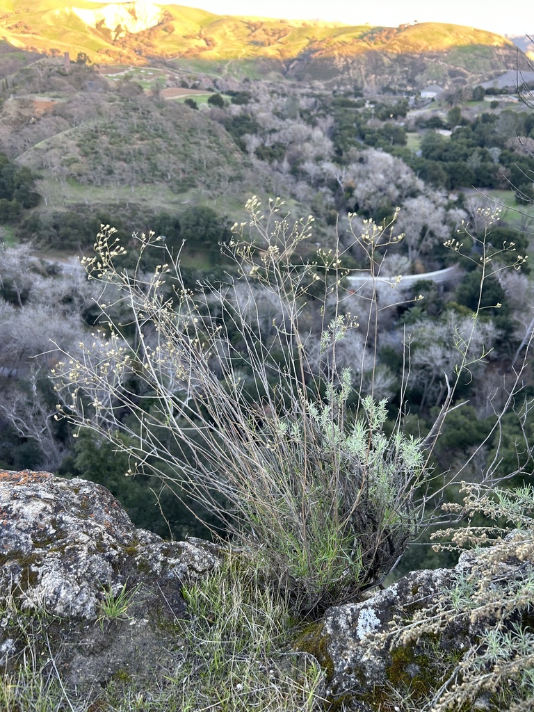 California matchweed in January 2025 by scion882. Rocky outcrops ...