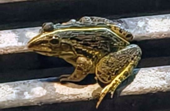 Indus Valley Bullfrog from Flat 1702, B1 Tower, RISHITA Manhattan ...