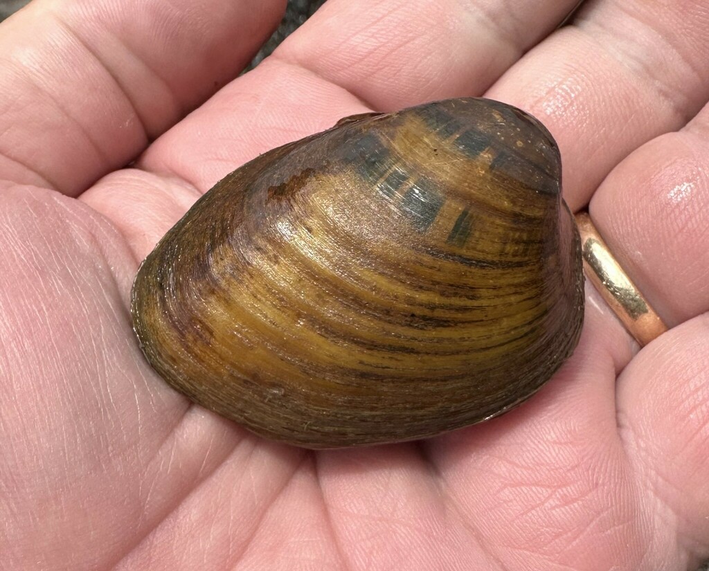 Tennessee Clubshell from Flint River, near Tarkin Branch, Madison Co ...