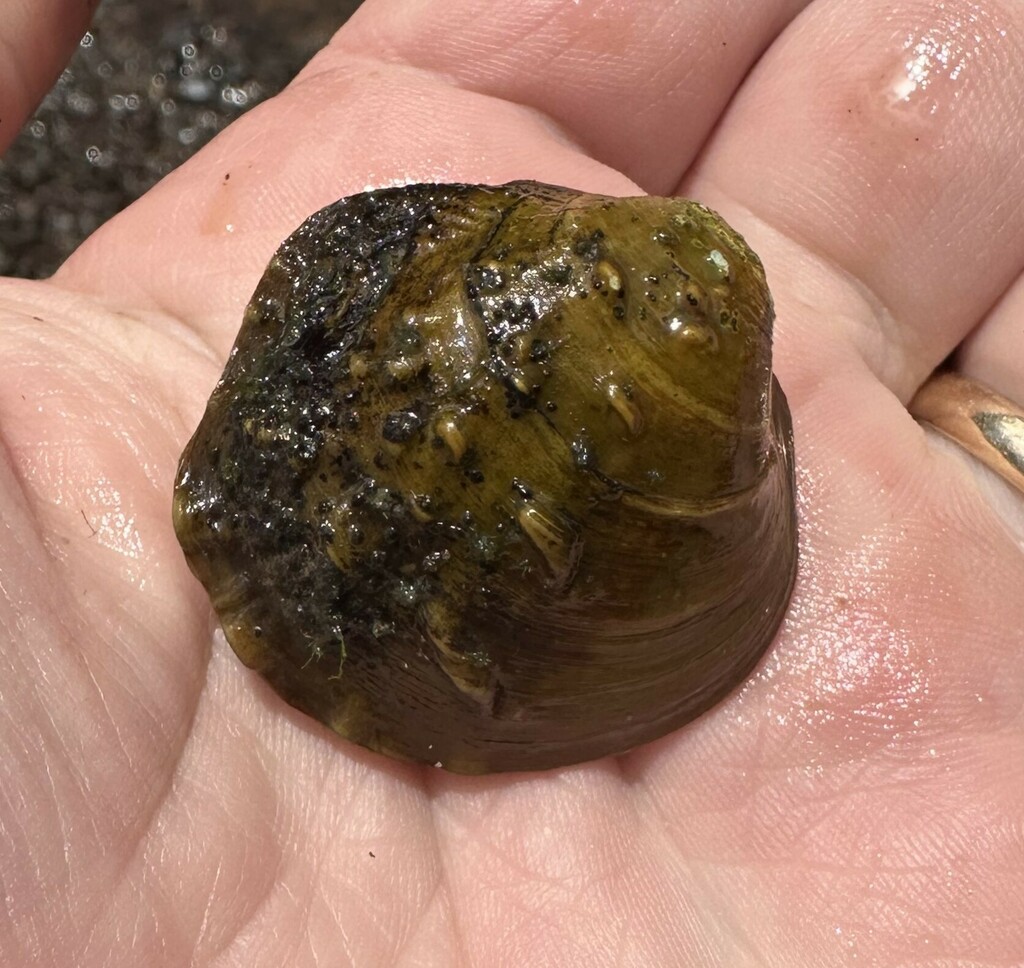 Purple Wartyback from Flint River, near Tarkin Branch, Madison Co., AL ...