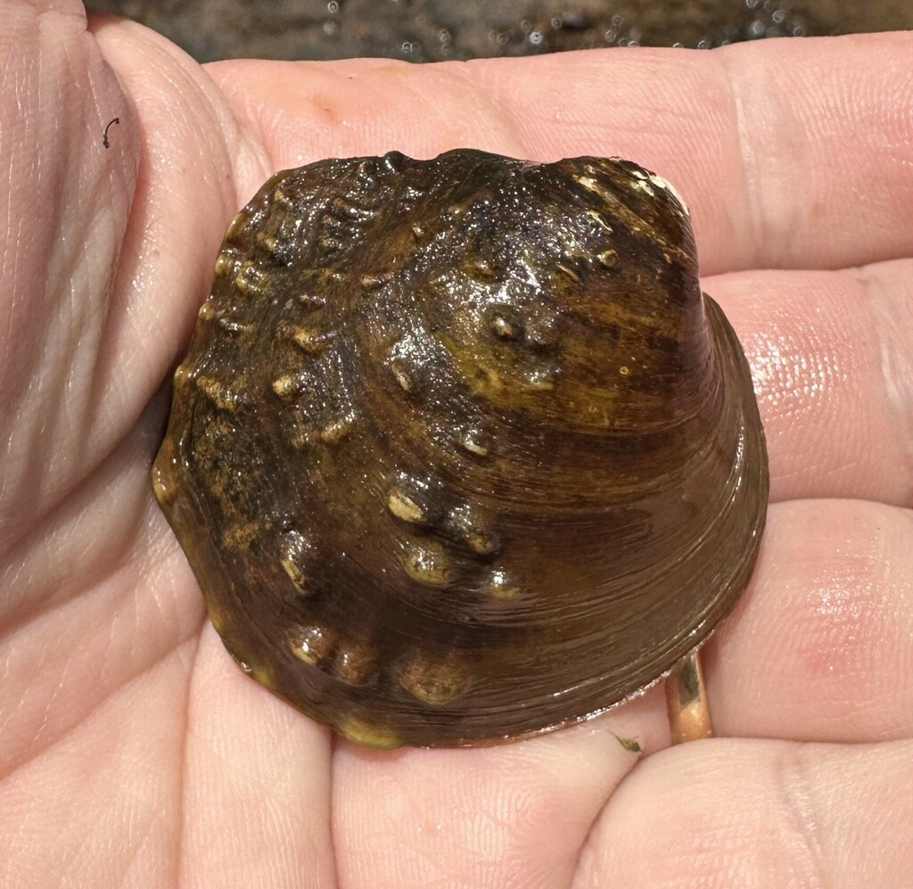 Purple Wartyback from Flint River, near Tarkin Branch, Madison Co., AL ...