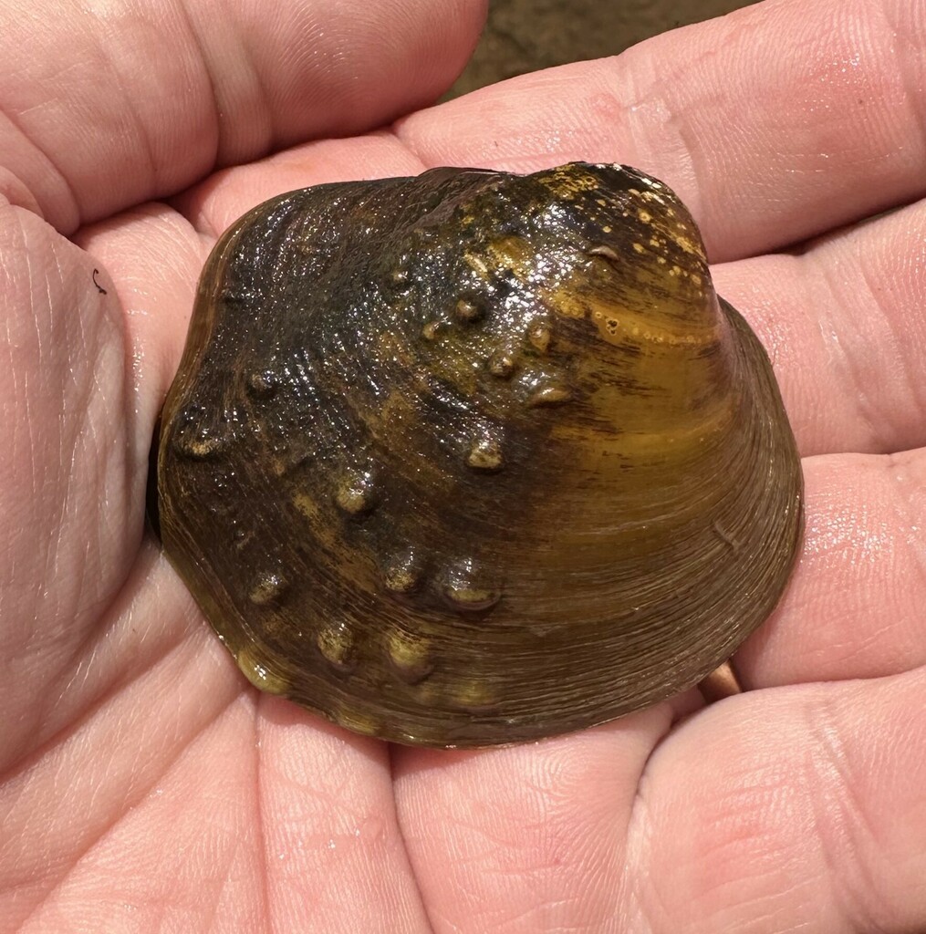 Purple Wartyback from Flint River, near Tarkin Branch, Madison Co., AL ...