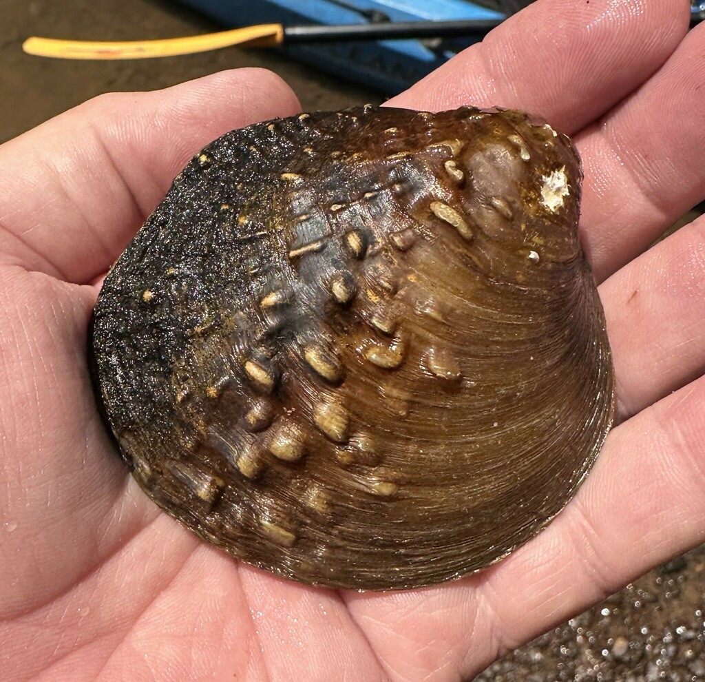 Purple Wartyback from Flint River, near Tarkin Branch, Madison Co., AL ...