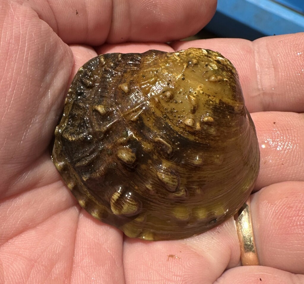 Purple Wartyback from Flint River, near Tarkin Branch, Madison Co., AL ...