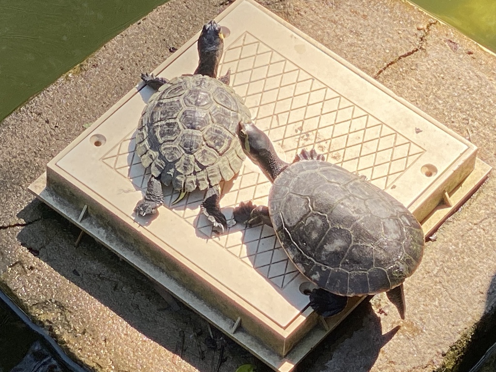 Turtles and Tortoises from Sik Sik Yuen Wong Tai Sin Temple, Wong Tai ...
