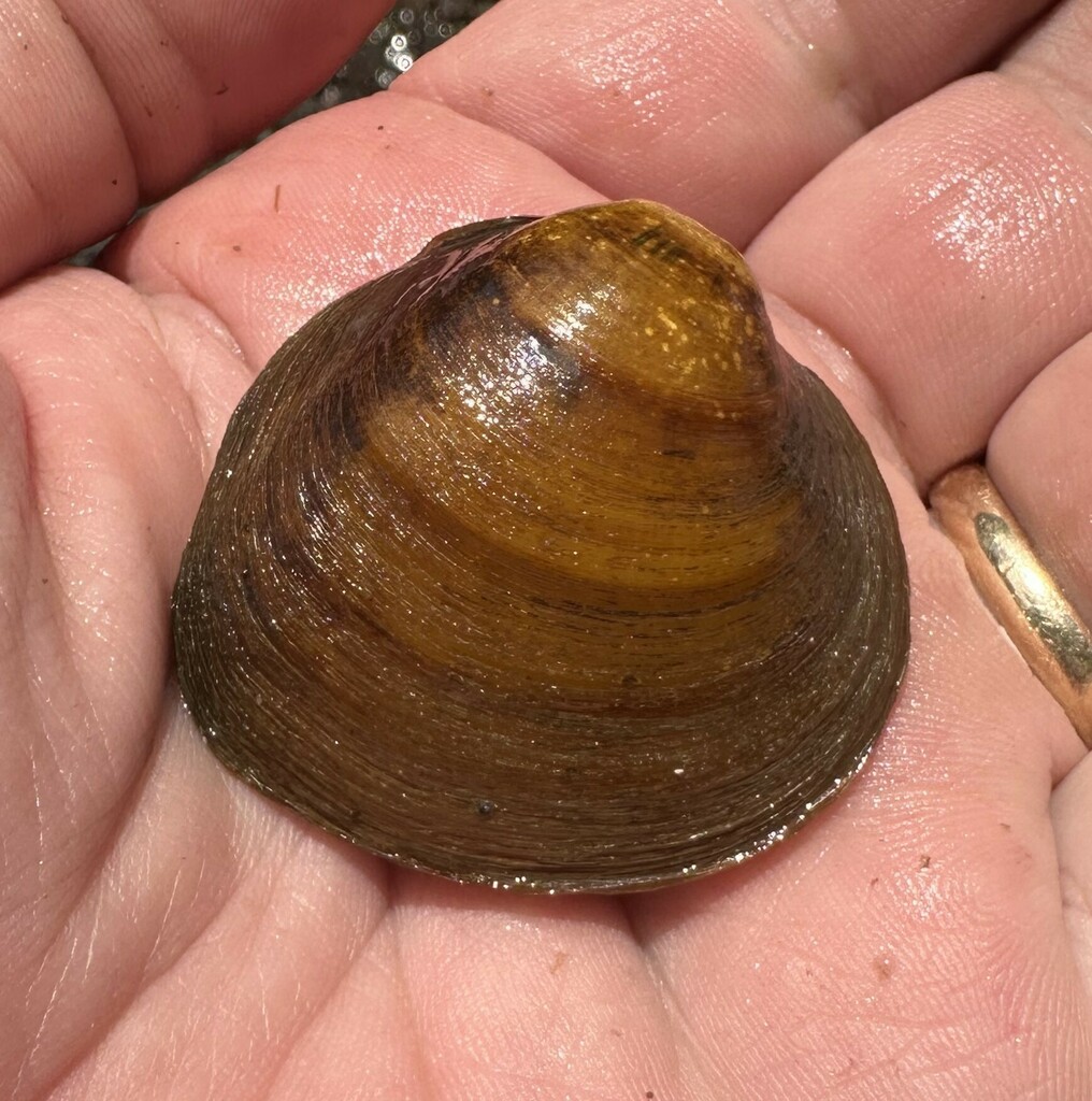 Tennessee Pigtoe from Flint River, near Tarkin Branch, Madison Co., AL ...