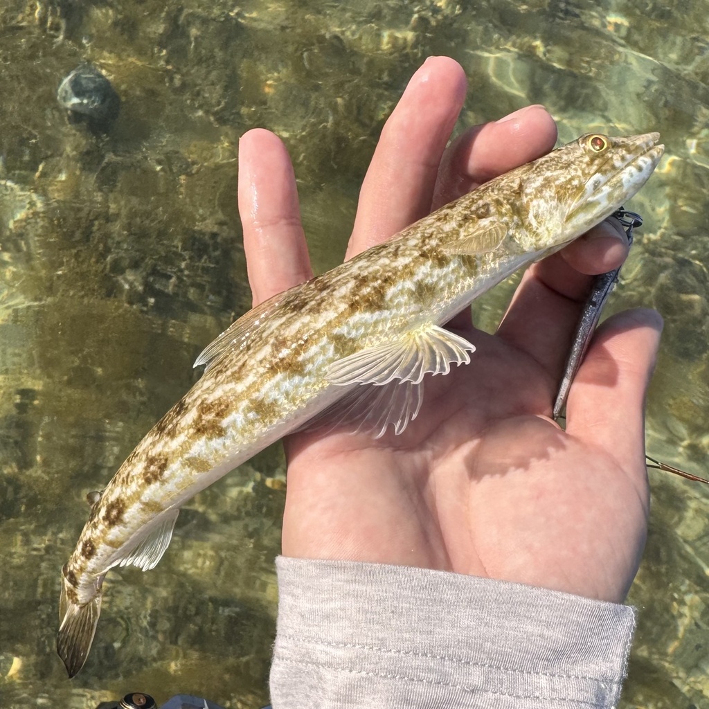 Inshore Lizardfish from Gulf of Mexico, FL, US on January 13, 2025 at ...
