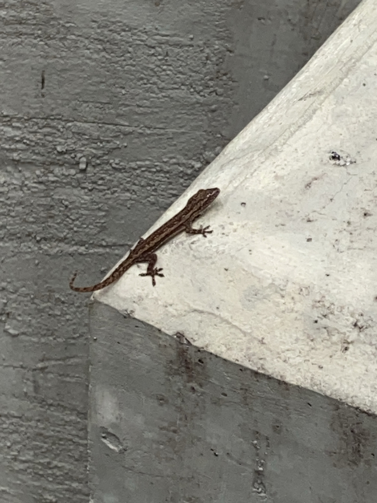 Typical Geckos from 香港仔 on January 14, 2025 at 11:38 AM by sherman28 ...