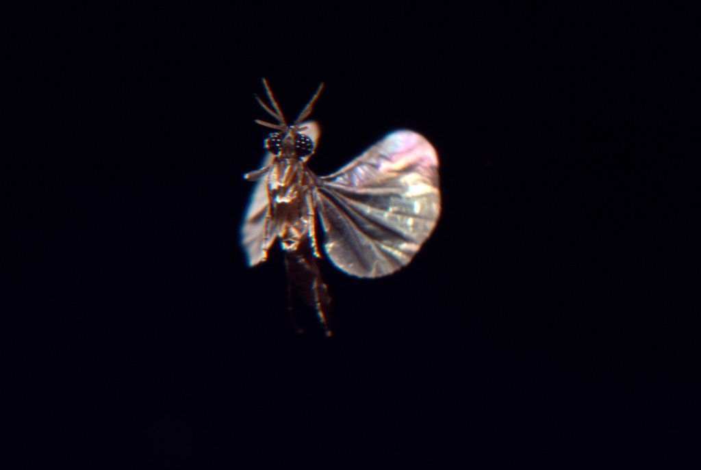 Triozocera in August 2019 by marisano. Flying Strepsiptera photographed ...