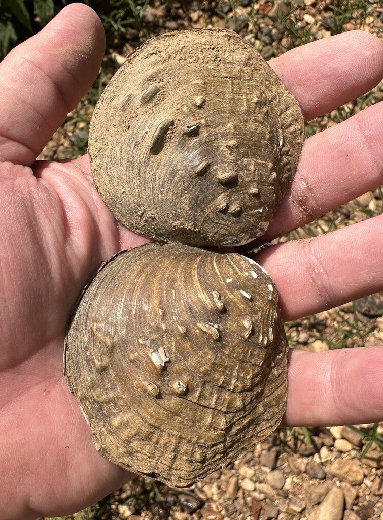 Purple Wartyback from Flint River near Yellow Bank Creek, Madison Co ...