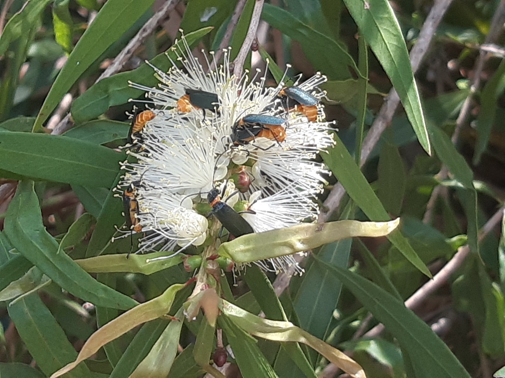 Plague Soldier Beetle from Acton ACT 2601, Australia on November 8 ...