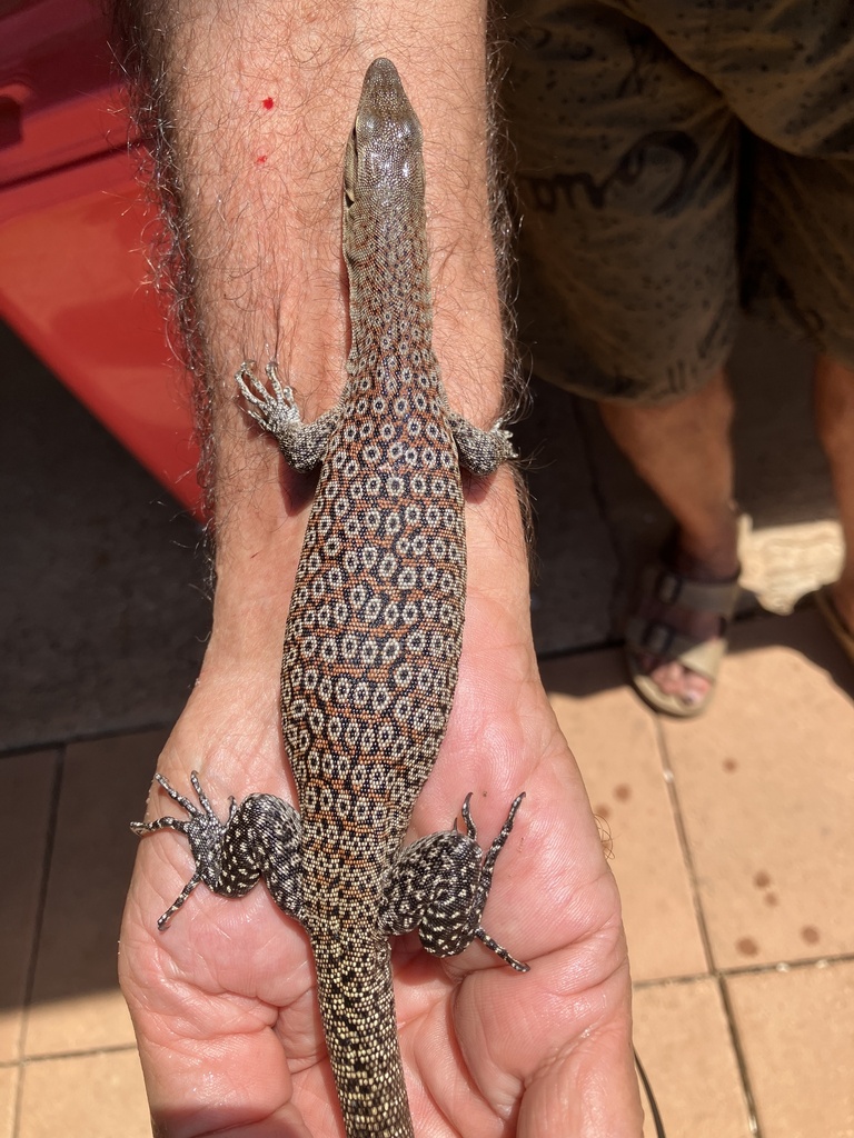 Black-headed Monitor from William St, Bollon, QLD, AU on January 14 ...