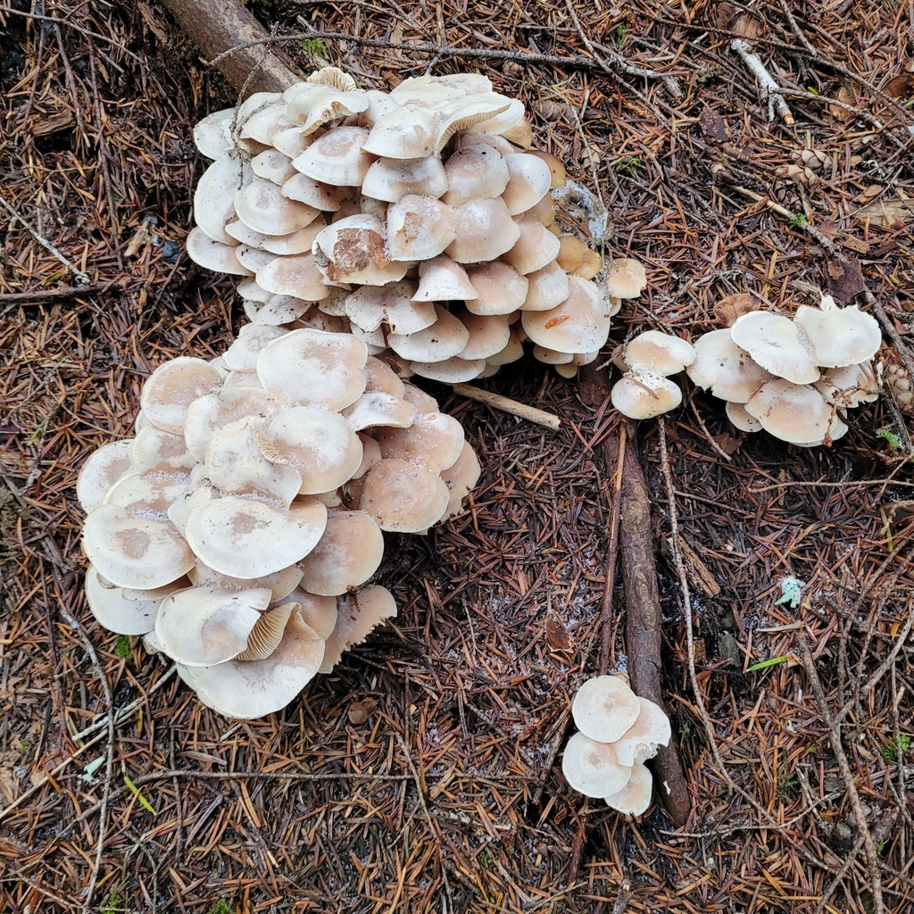Cluster Cap from Clallam County, US-WA, US on January 13, 2025 at 12:08 ...