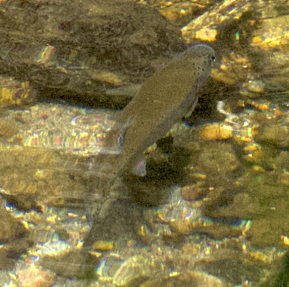 Rainbow Trout from Santa Rosa de Cabal, Risaralda, Colombia on July 26 ...