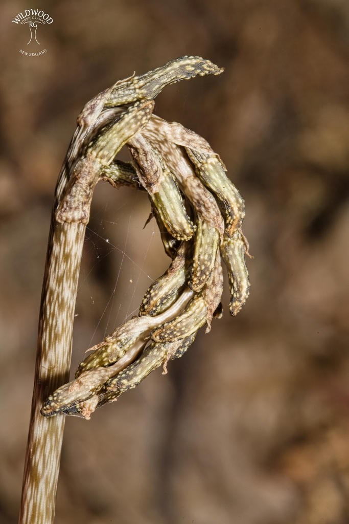 Gastrodia molloyi from Iwitahi, New Zealand on January 14, 2025 at 02: ...