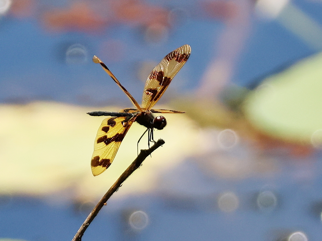 Graphic Flutterer from Cairns QLD, Australia on January 13, 2025 at 11: ...