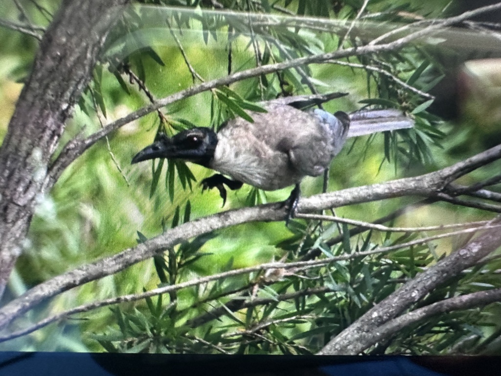 Noisy Friarbird from Bretti, NSW, AU on January 14, 2025 at 10:15 AM by ...