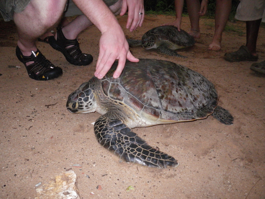 Green Sea Turtle in May 2010 by Ted Nanninga · iNaturalist
