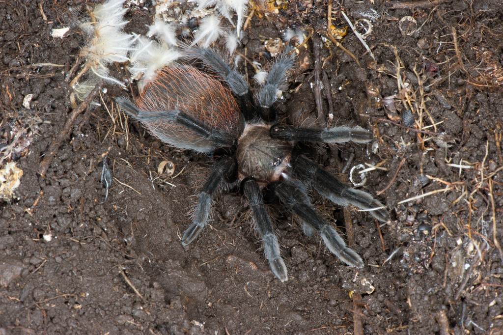 Yucatán Rust-rump Tarantula in September 2011 by Gonzalo Giribet ...